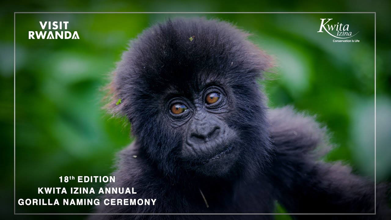 Kwita Izina: The Gorilla Naming Ceremony of Rwanda